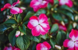 50 plantas, flor o fruto que empiezan por i