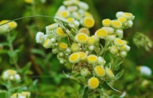 50 plantas, flor o fruto que empiezan por i