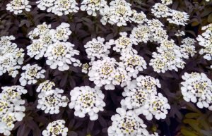 Flor o fruto con i: Listado completo 【+50】