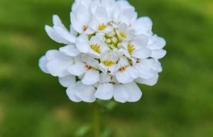 50 plantas, flor o fruto que empiezan por i
