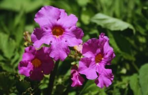 Flor o fruto con i: Listado completo 【+50】