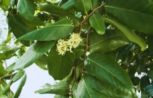 Flor o fruto con i: Listado completo 【+50】