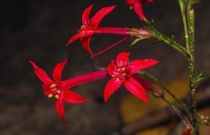 Flor o fruto con i: Listado completo 【+50】
