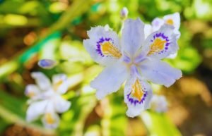Flor o fruto con i: Listado completo 【+50】