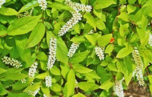 Flor o fruto con i: Listado completo 【+50】