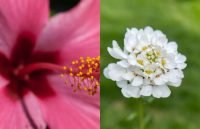 Flor o fruto con i: Listado completo 【+50】