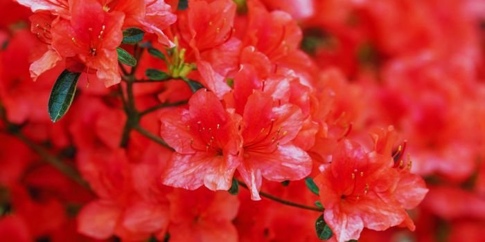 Las 20 flores rojas más populares 【Listado】