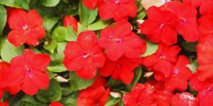 Las 20 flores rojas más populares 【Listado】