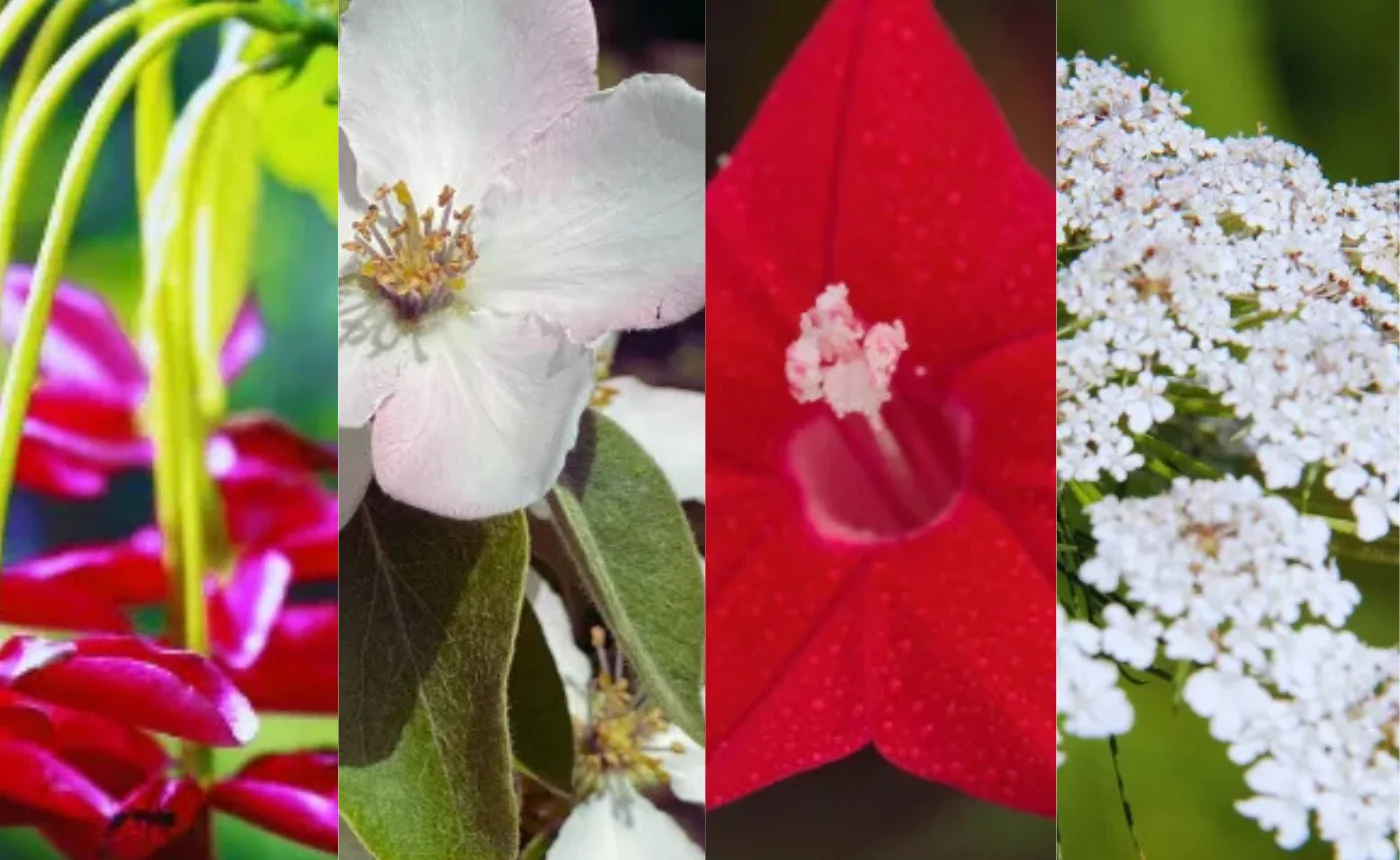 Flor o fruta con Q: Listado completo 【2025】